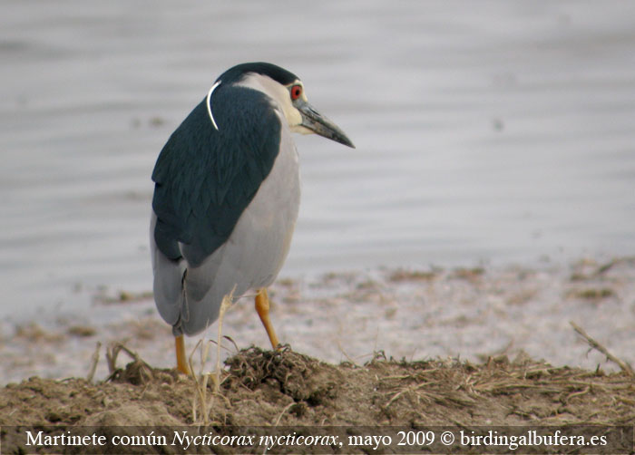 Birding Albufera | Ave de la semana: el martinete común Nycticorax ...