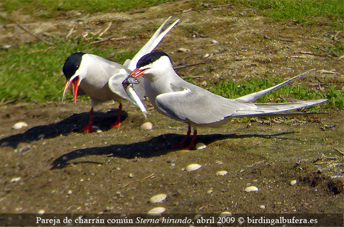 Birding Albufera | El regreso del charrán común