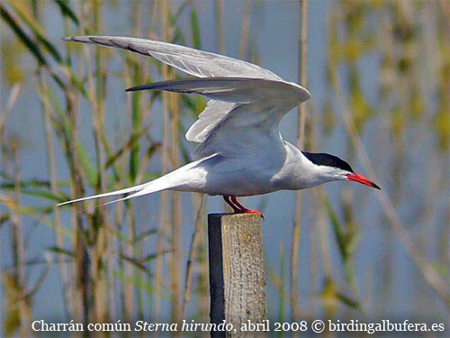 Birding Albufera | Ave de la semana: el charrán común Sterna hirundo