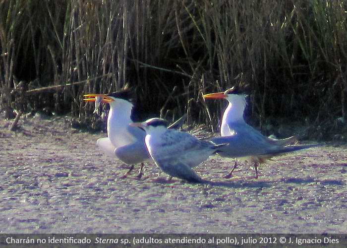 Birding Albufera | La reproducción de charranes con aspecto de charrán ...